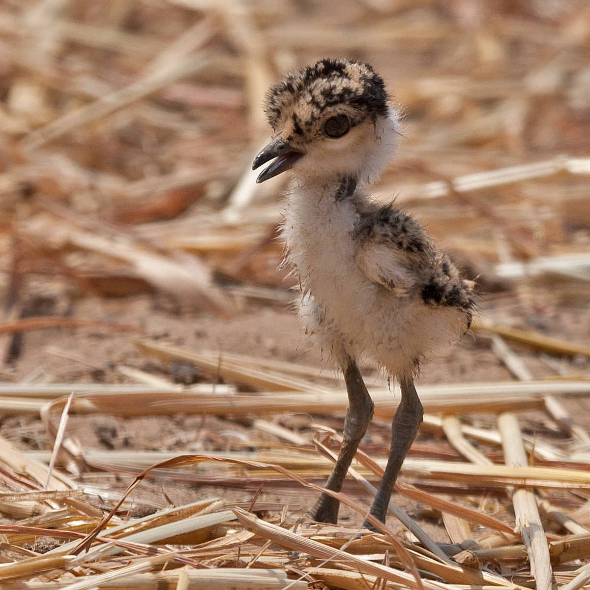 Spur-winged_lapwing_chick | Kim Smith Films