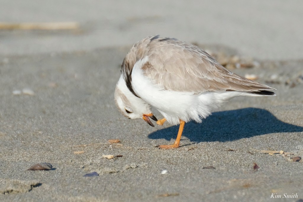 FROM THE GLOUCESTER TIMES – MASS AUDUBON TO HELP PROTECT PLOVERS | Kim ...