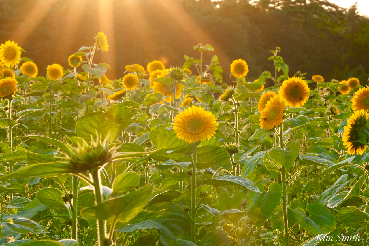 Felix’s Family Farm copyright Kim Smith – 1 of 4 | Kim Smith Films