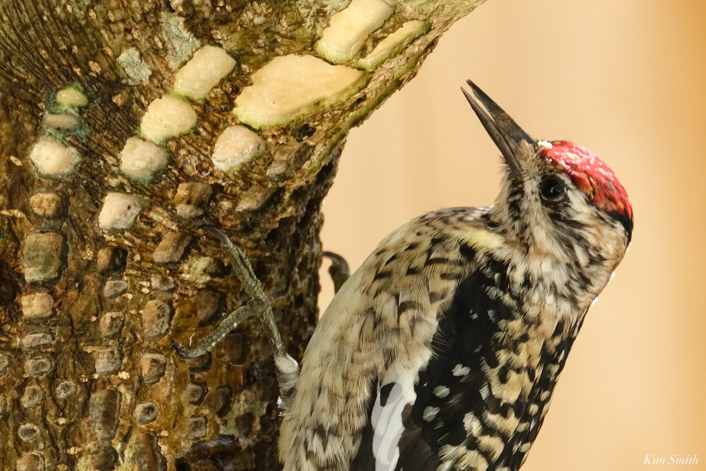 Yellow-bellied Sapsucker female copyright Kim Smith – 4 of 4 | Kim ...